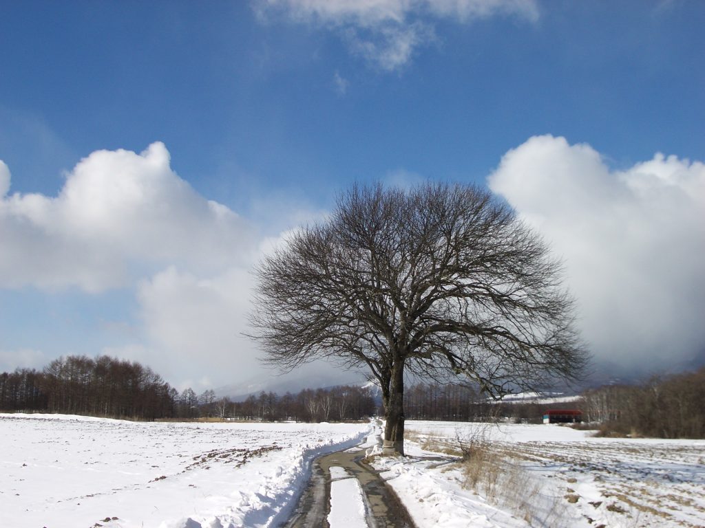 2024年8月号「ヤマナシの樹とともに…」 – ASPJ 日本星景写真協会